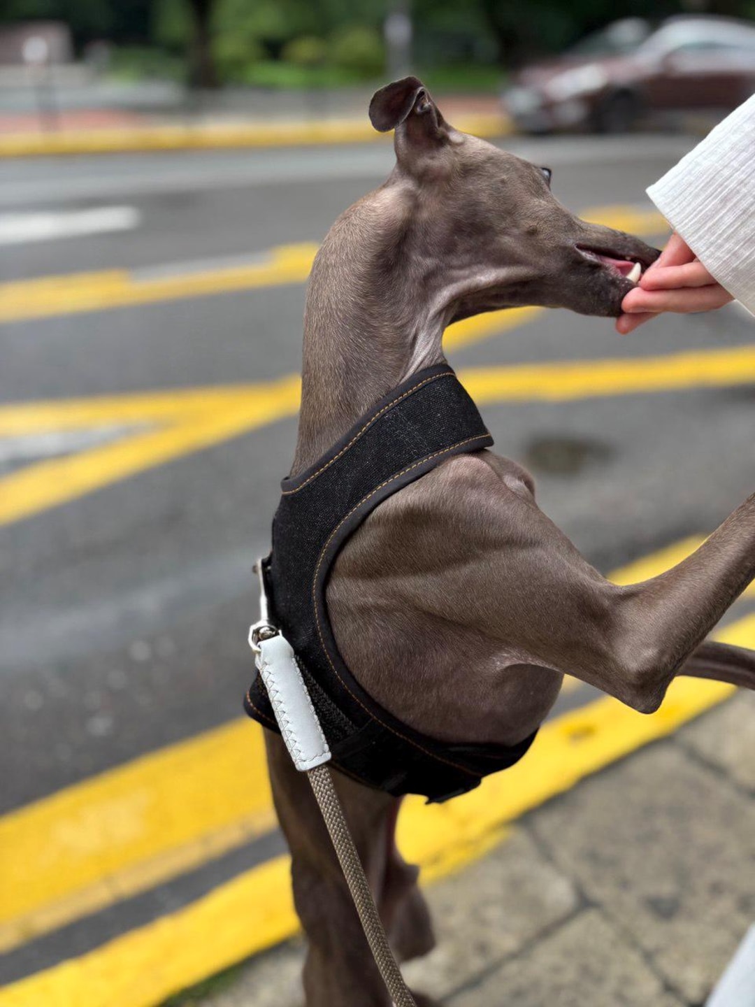 Denim Italian Greyhound Harness: Stylish Dog Accessory - Etsy