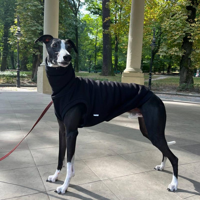 Whippet Clothing - Etsy