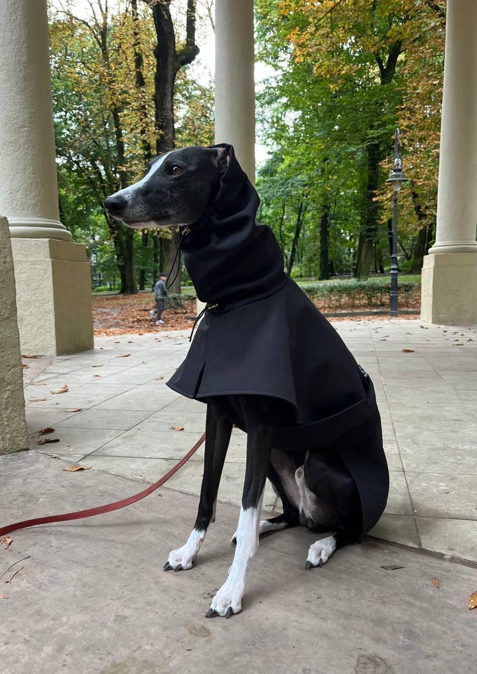 Softshell=coat for Whippet and Greyhound/ Whippet Clothes -black - Etsy