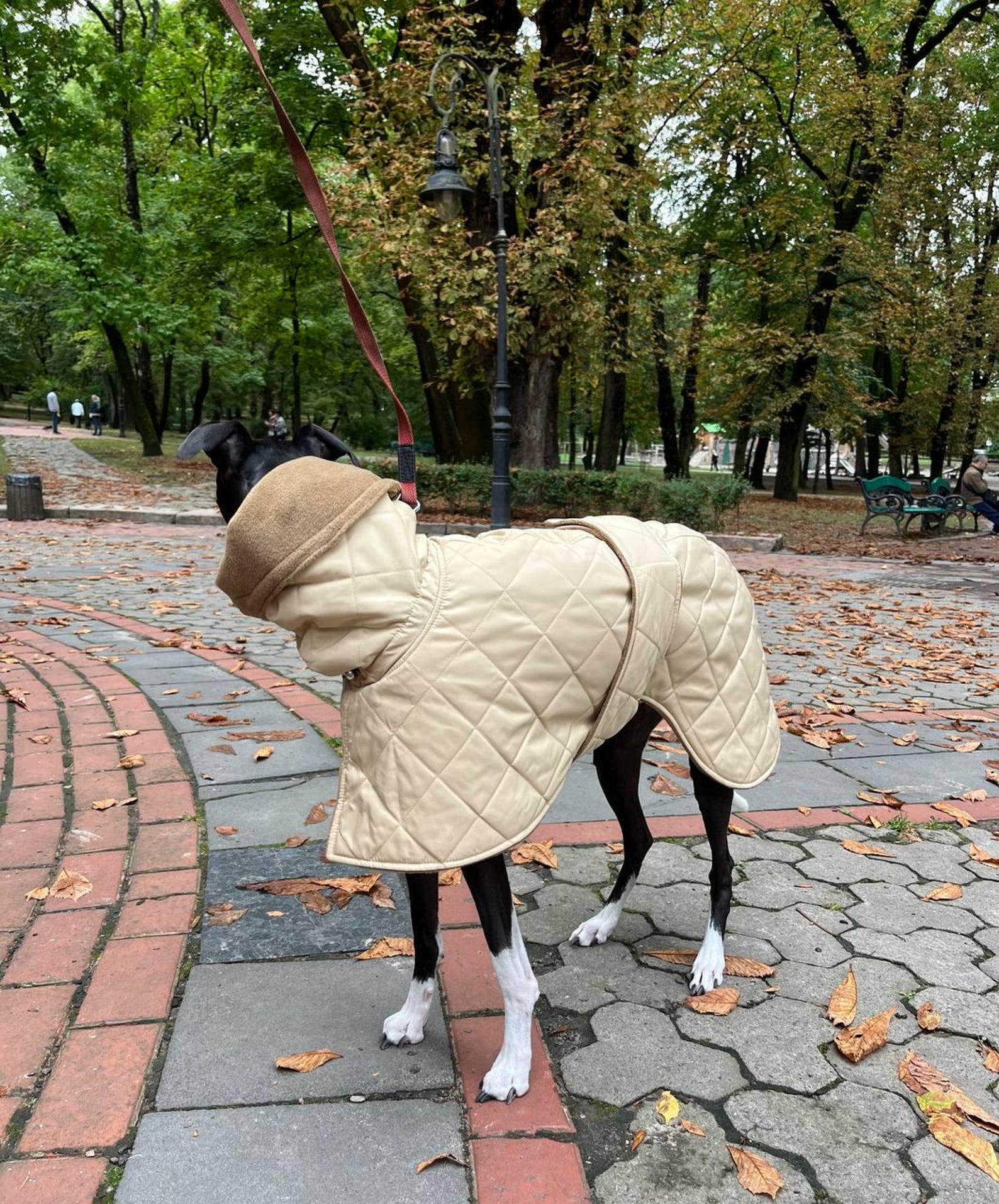 Beige Winter Coat/ Warm Coat for Whippet or Greyhound - Etsy