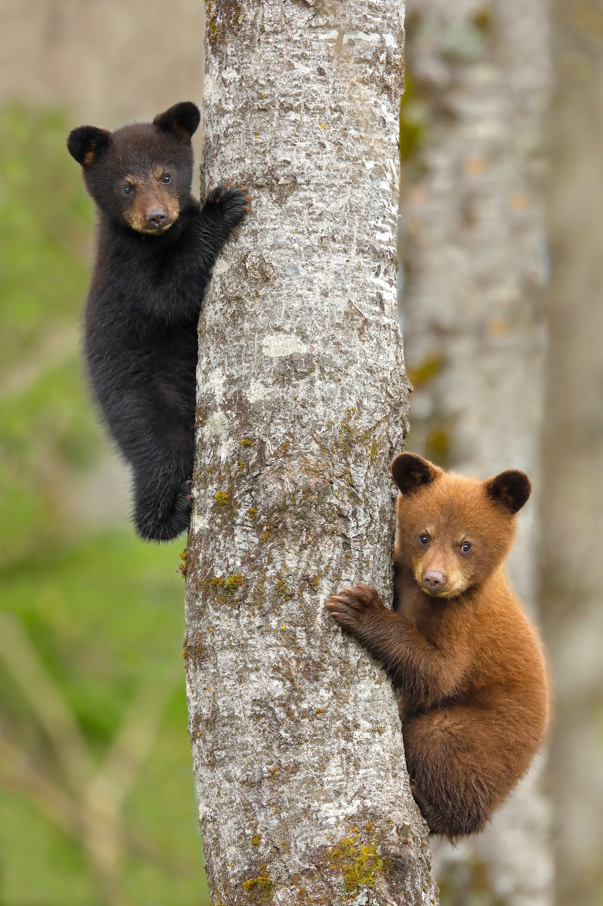 Bear Cubs in Tree - Etsy