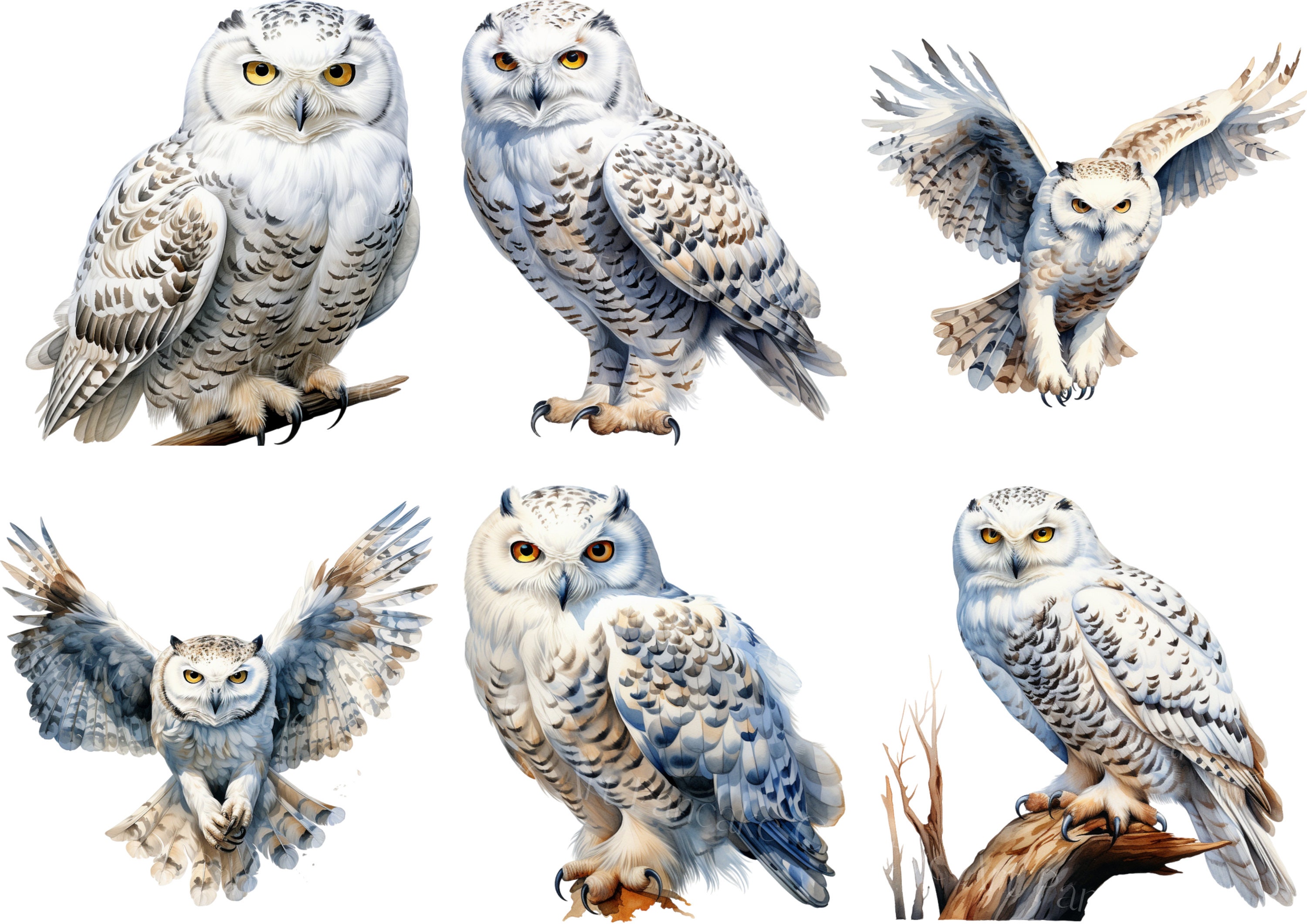Watercolor Snowy Owl Clipart Bundle White Bird Png Bundle White Owl ...