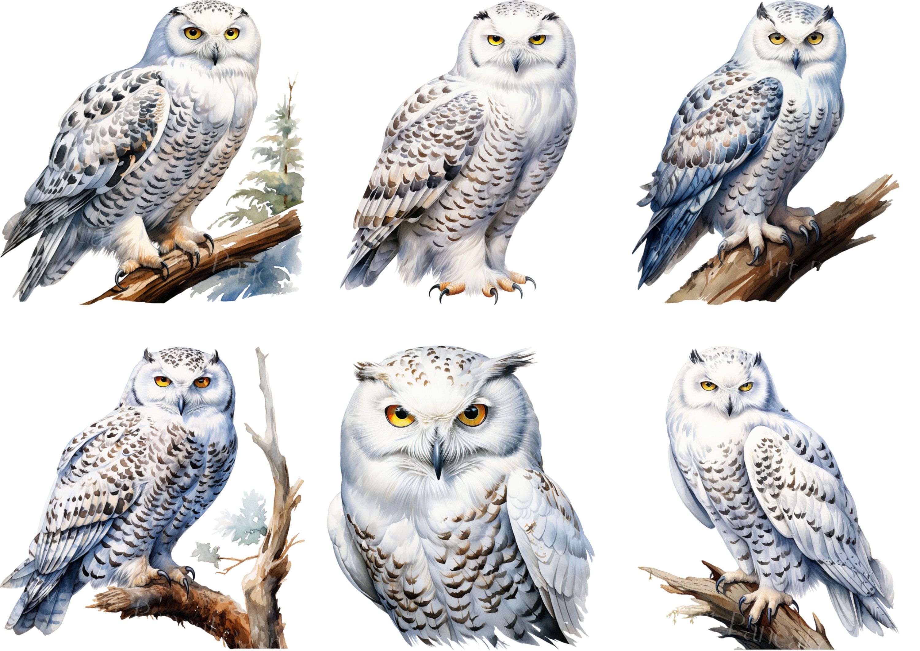 Watercolor Snowy Owl Clipart Bundle White Bird Png Bundle White Owl ...