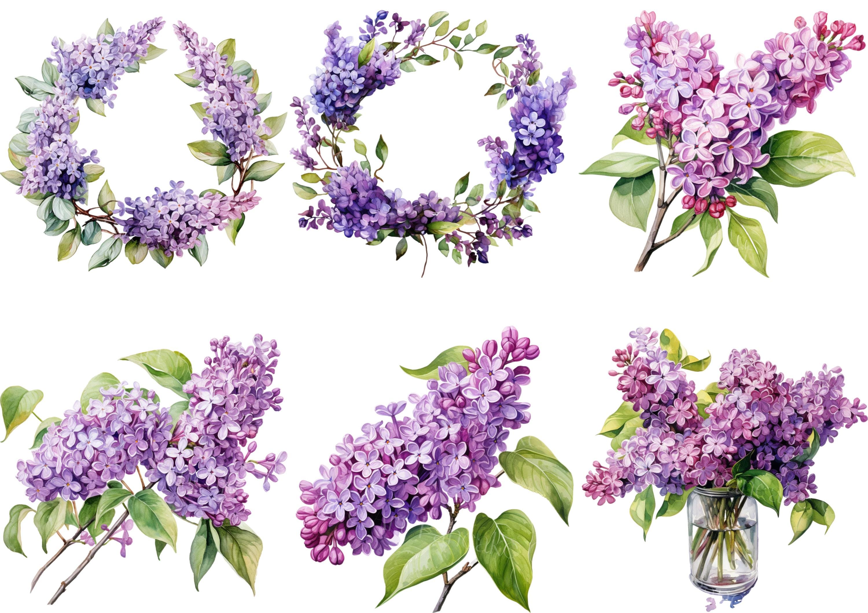 Watercolor Lilac Clipart Bundle: Spring Floral Graphics (PNG) - Etsy