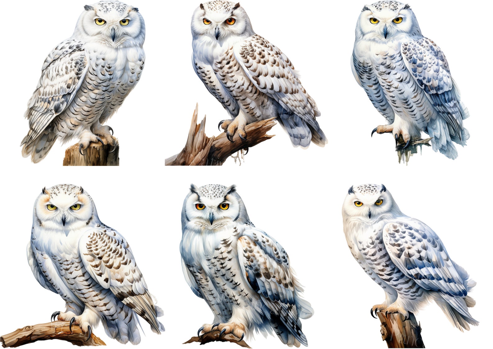 Watercolor Snowy Owl Clipart Bundle White Bird Png Bundle White Owl ...