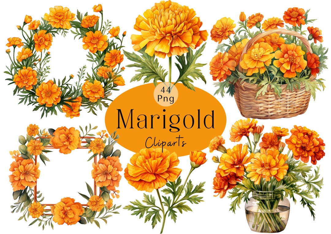 Watercolor Marigold Clipart Bundle Marigold Art Marigold Garland ...