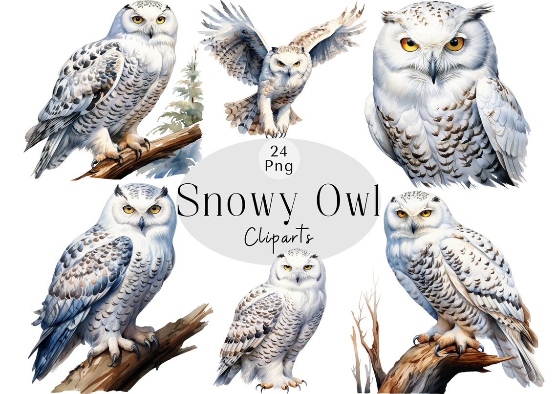 Watercolor Snowy Owl Clipart Bundle White Bird Png Bundle White Owl ...