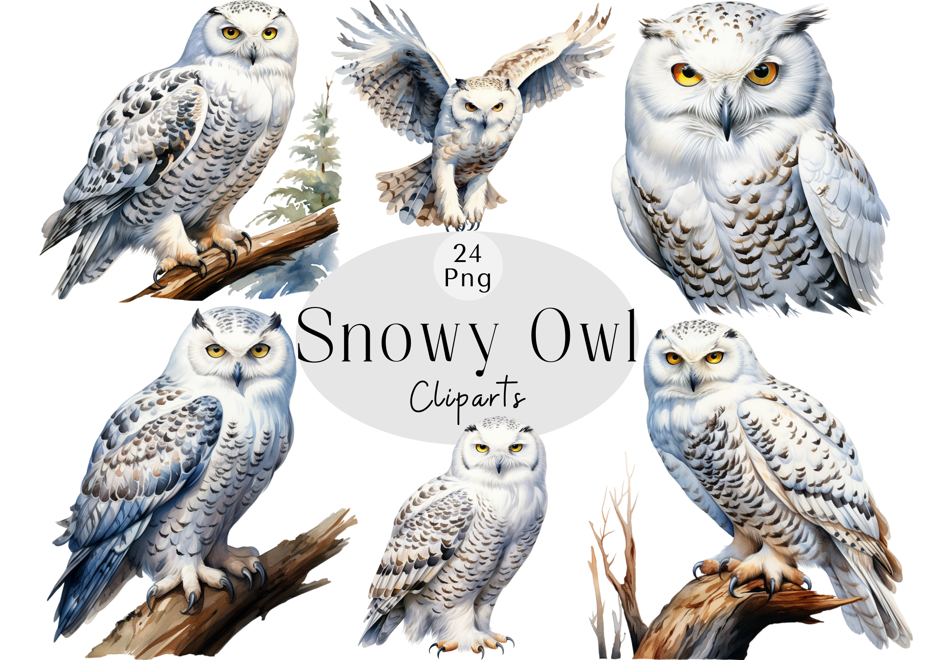 Watercolor Snowy Owl Clipart Bundle White Bird Png Bundle White Owl ...