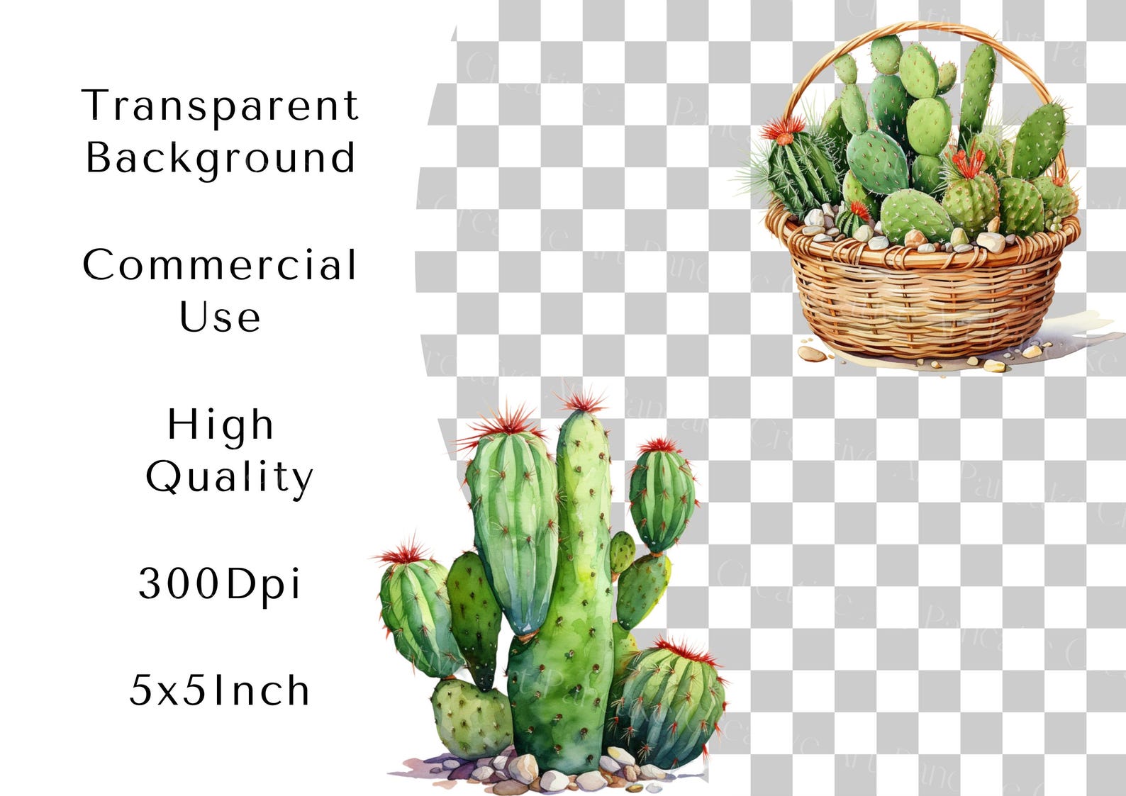Watercolor Cactus Clipart Bundle: Desert Plant PNG Graphics (33 Files ...