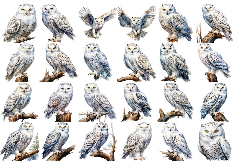 Watercolor Snowy Owl Clipart Bundle White Bird Png Bundle White Owl ...