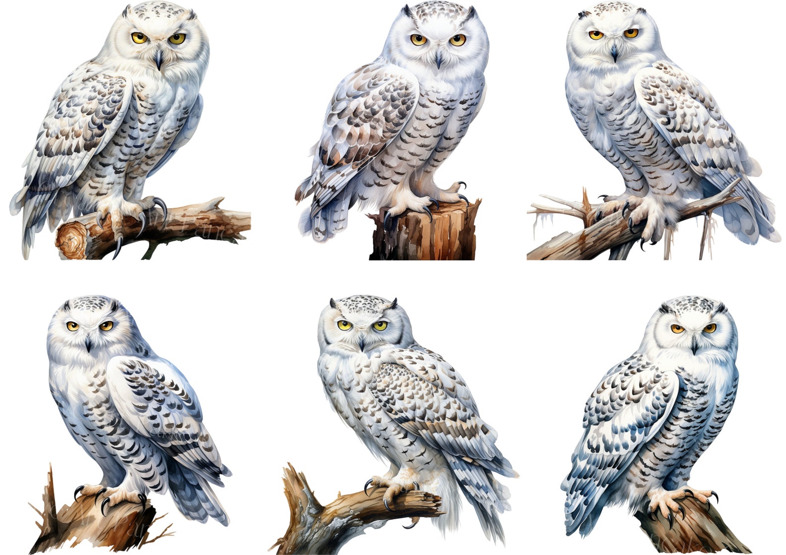 Watercolor Snowy Owl Clipart Bundle White Bird Png Bundle White Owl ...