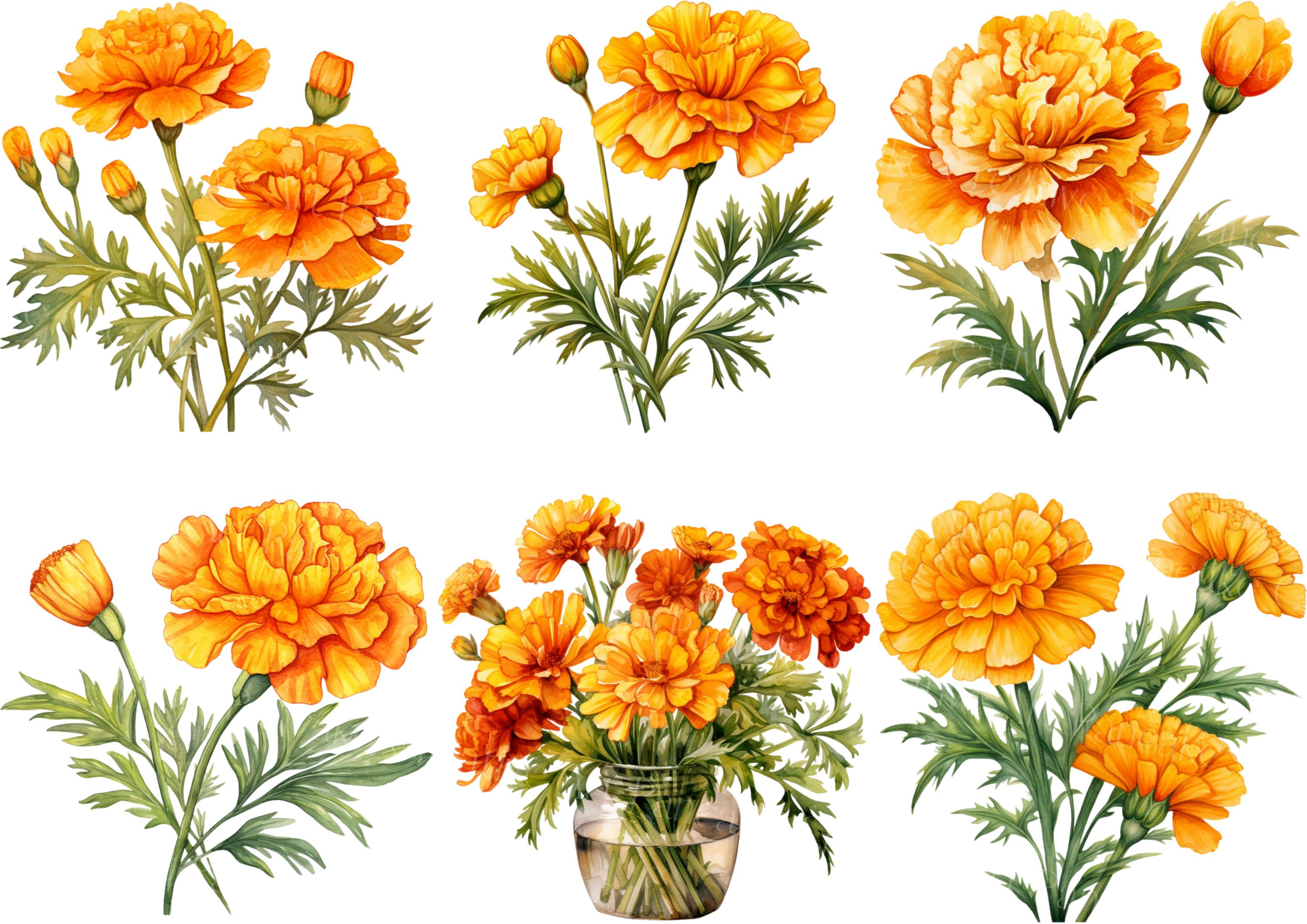Watercolor Marigold Clipart Bundle Marigold Art Marigold Garland ...