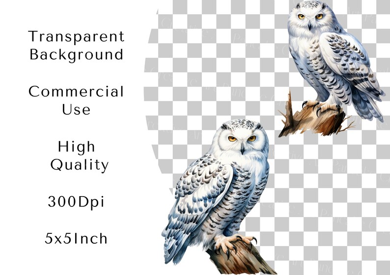 Watercolor Snowy Owl Clipart Bundle: Winter Woodland PNG (commercial ...