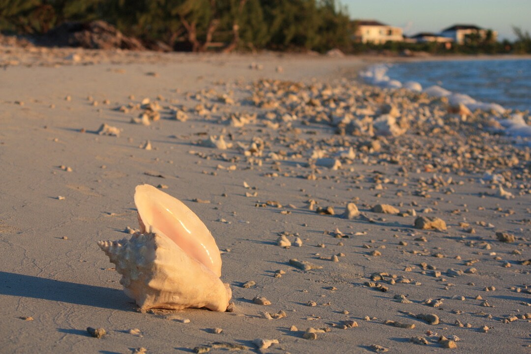 Conch Shell on Beach at Turks and Caicos - Etsy