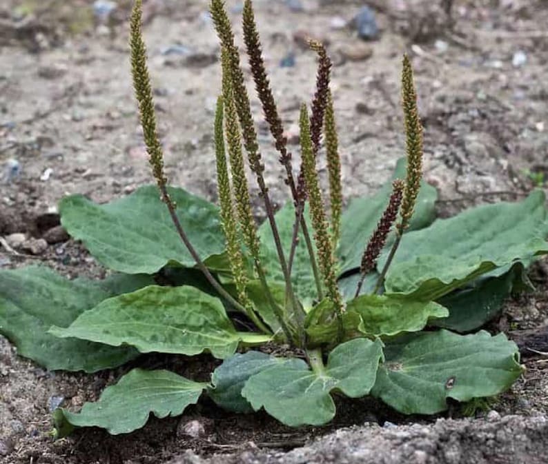 Plantain Leaf, Cut & Sifted, (plantago Major) - Etsy