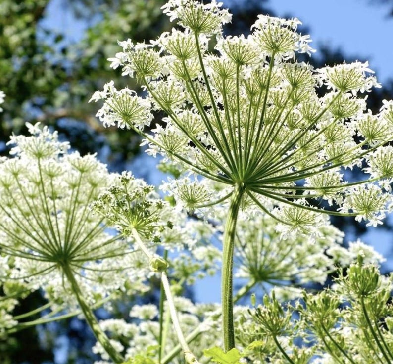 Angelica Root, CS (angelica Archangelic Officinalis) - Etsy