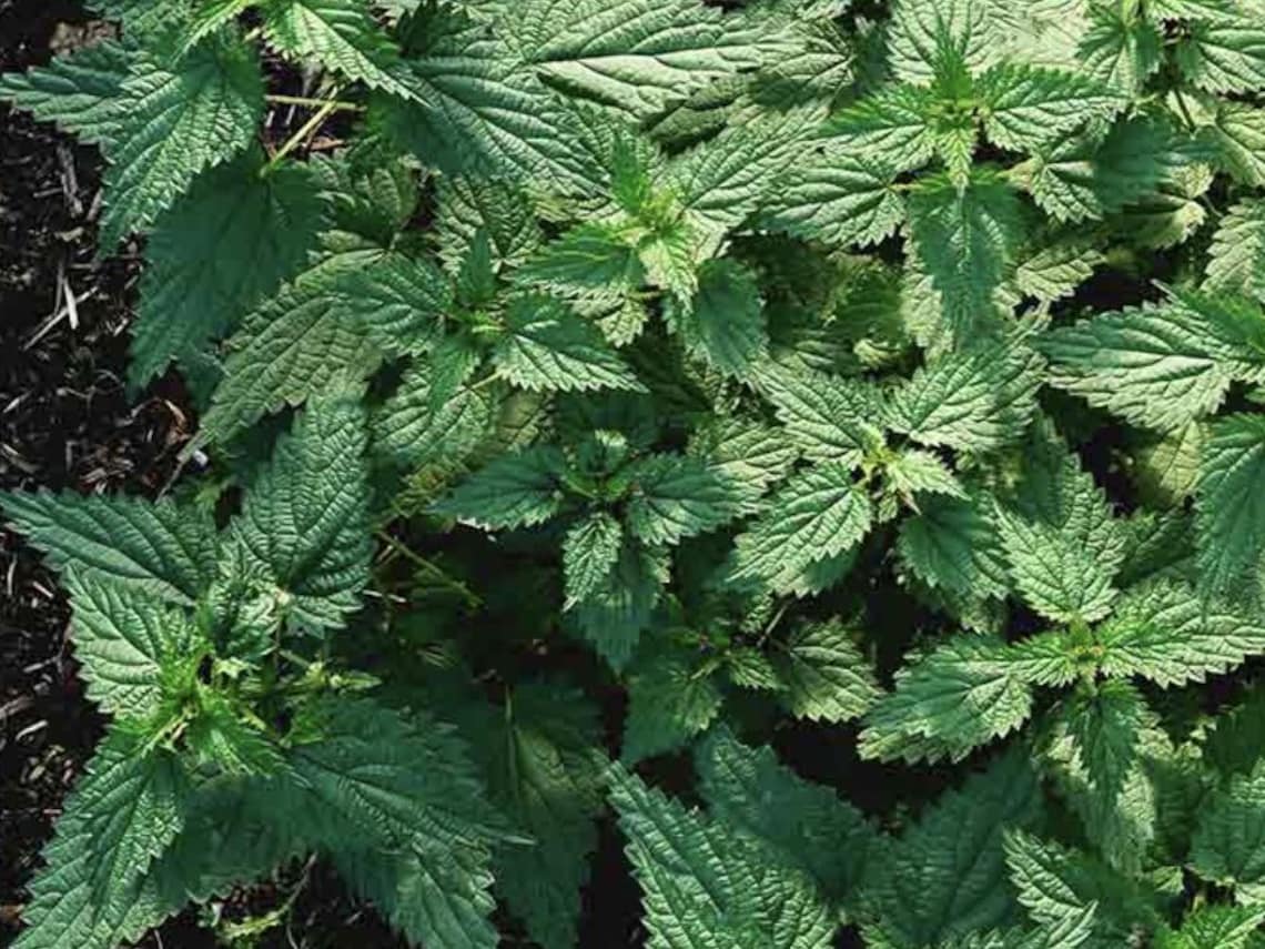 Nettle Leaf, Cut & Sifted, urtica Dioica - Etsy