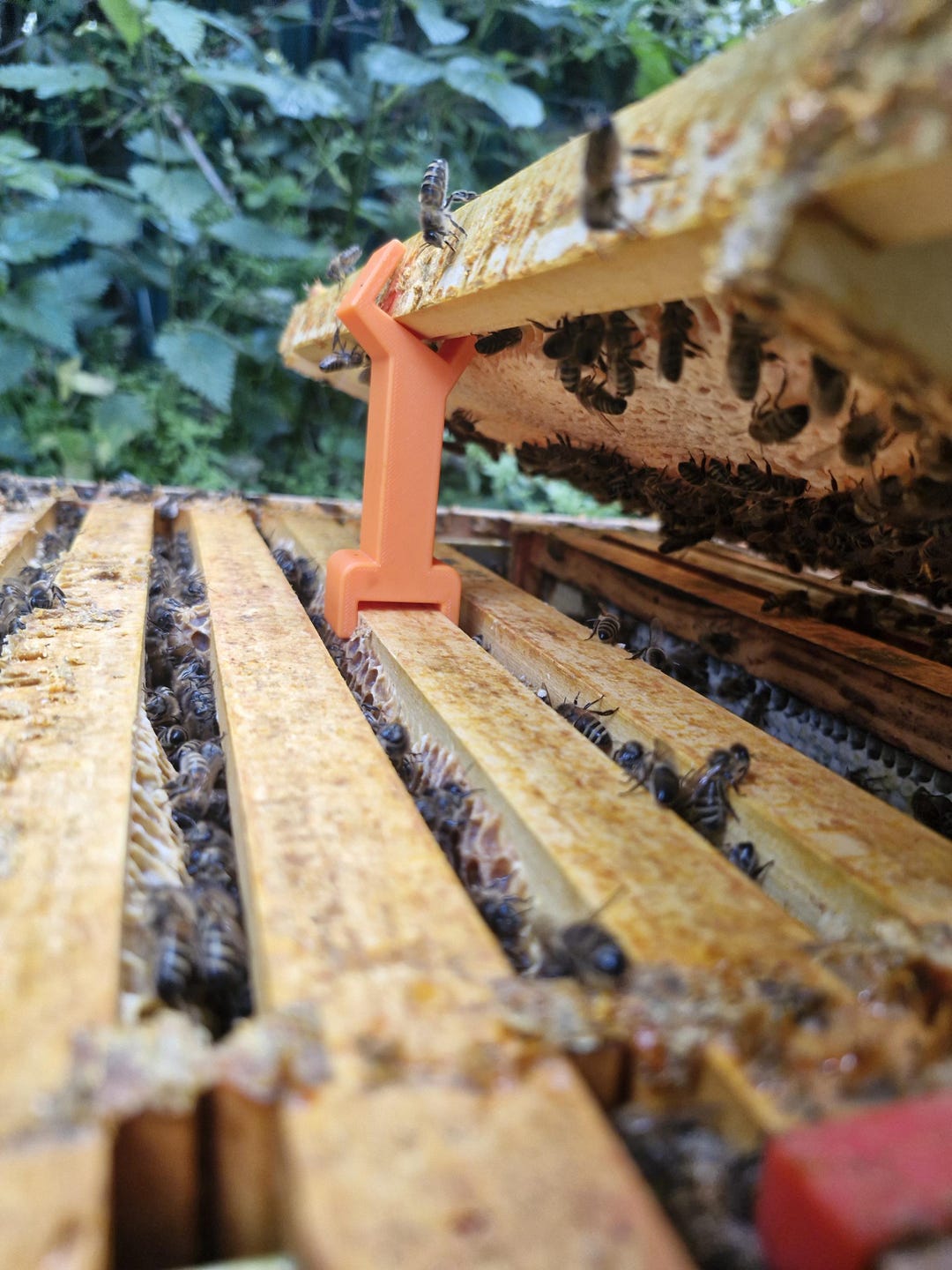 Bee Frame Inspection Riser, Raises the Frame in Order to Look for Queen ...