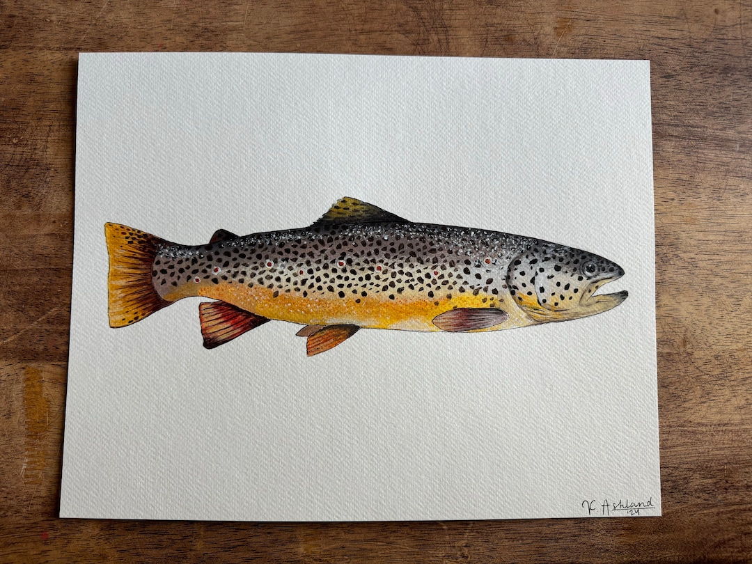 Brown Trout PRINTS of Original Painting - Etsy
