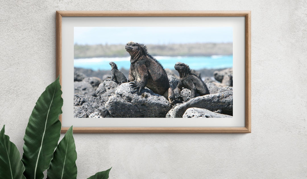 Iguanas Wildlife Print, Galapagos Photography Print, Sunbathing Iguanas ...
