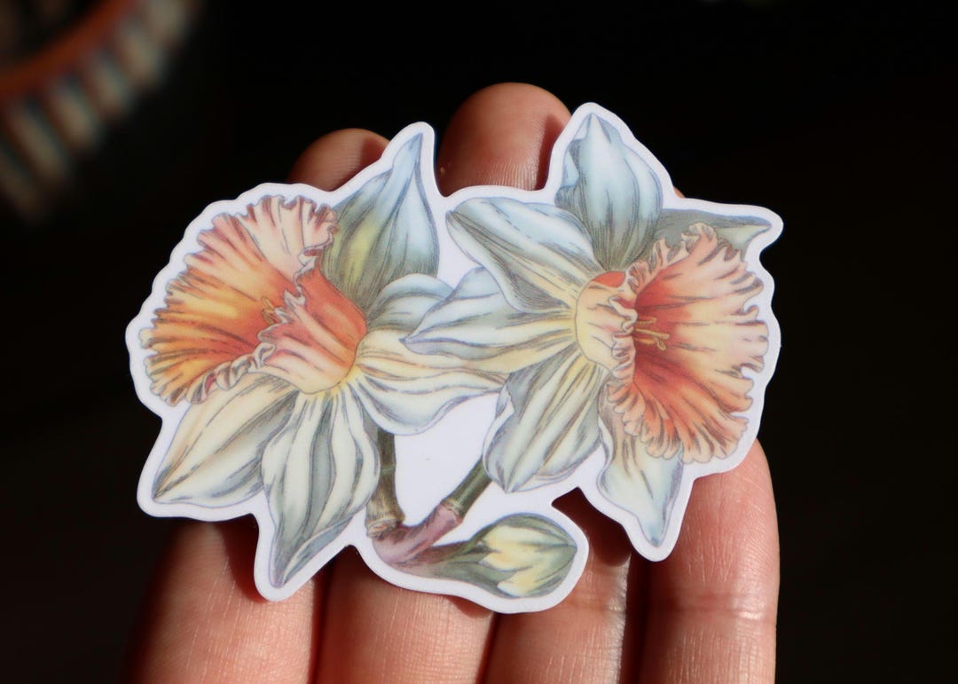 Daffodil Vinyl Sticker – Waterproof Botanical Decal, Nature-inspired ...