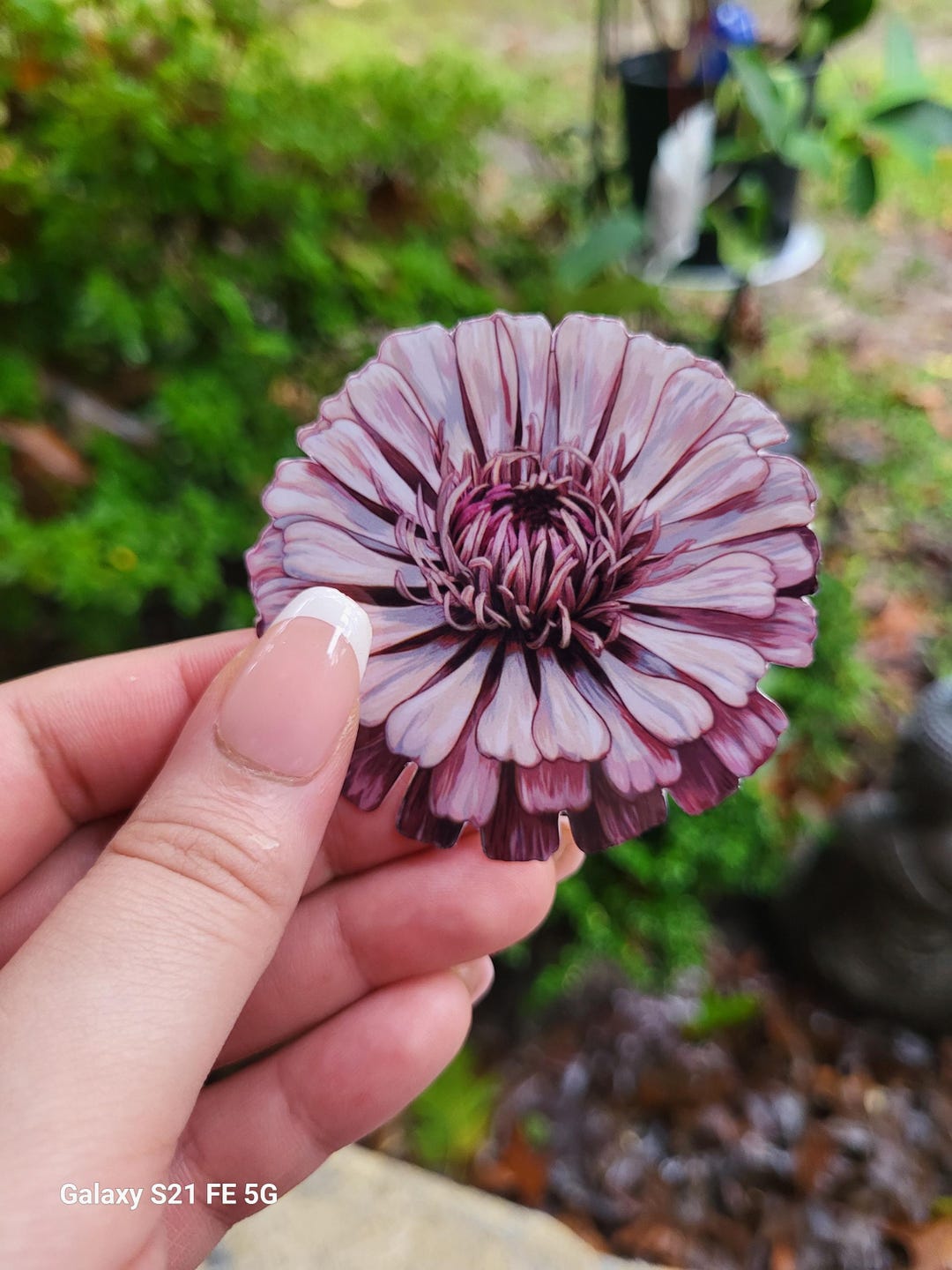 Elegant Zinnia Flower Sticker - Waterproof, Laminated, Fade-resistant ...