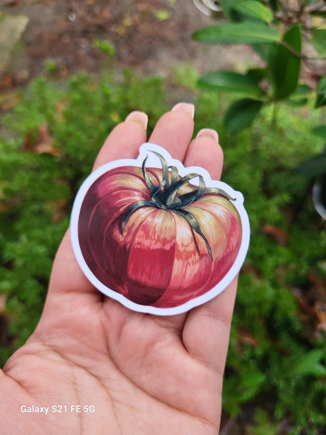Heirloom Tomato Vinyl Sticker - Vivid Color, Waterproof, Laminated ...