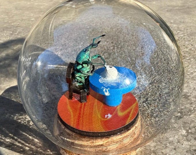 Artist Pottery Wheel Beetle - Pinned Insect Pinned Bug Cloche - Etsy