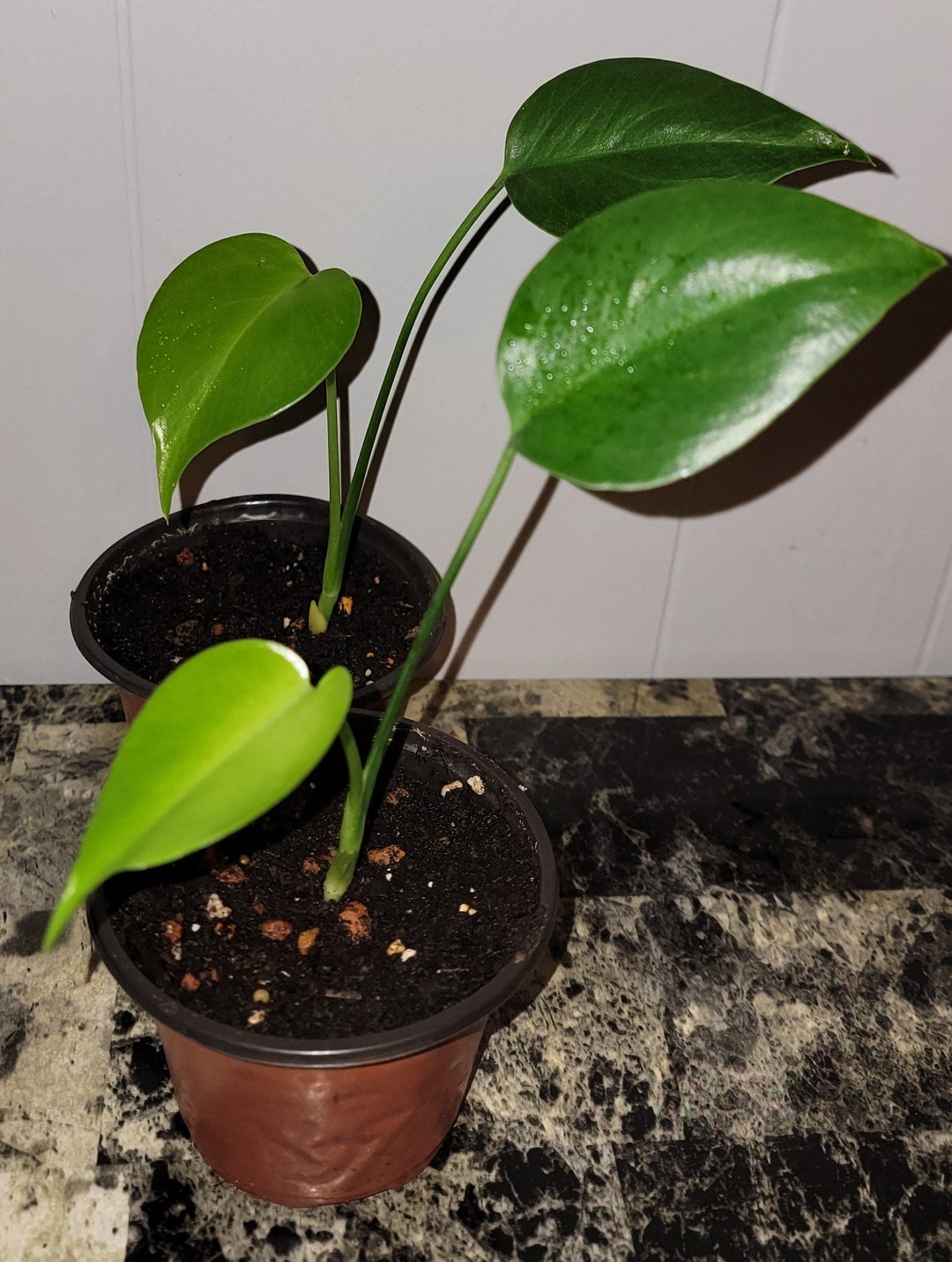 Fully Rooted Monstera Deliciosa Seedling | Not A Cutting | US Seller - Etsy