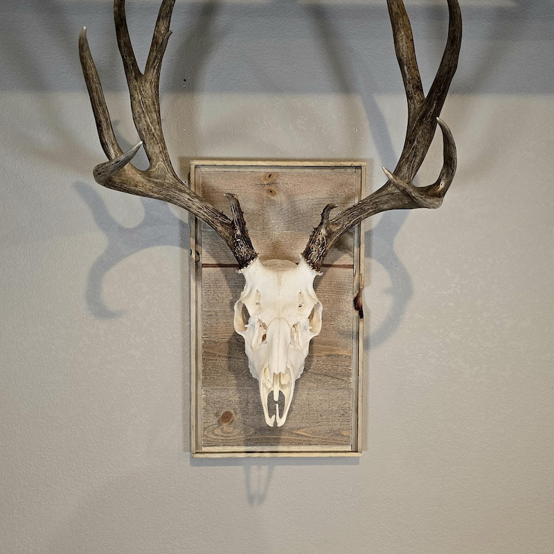Euro Mounts - Etsy UK