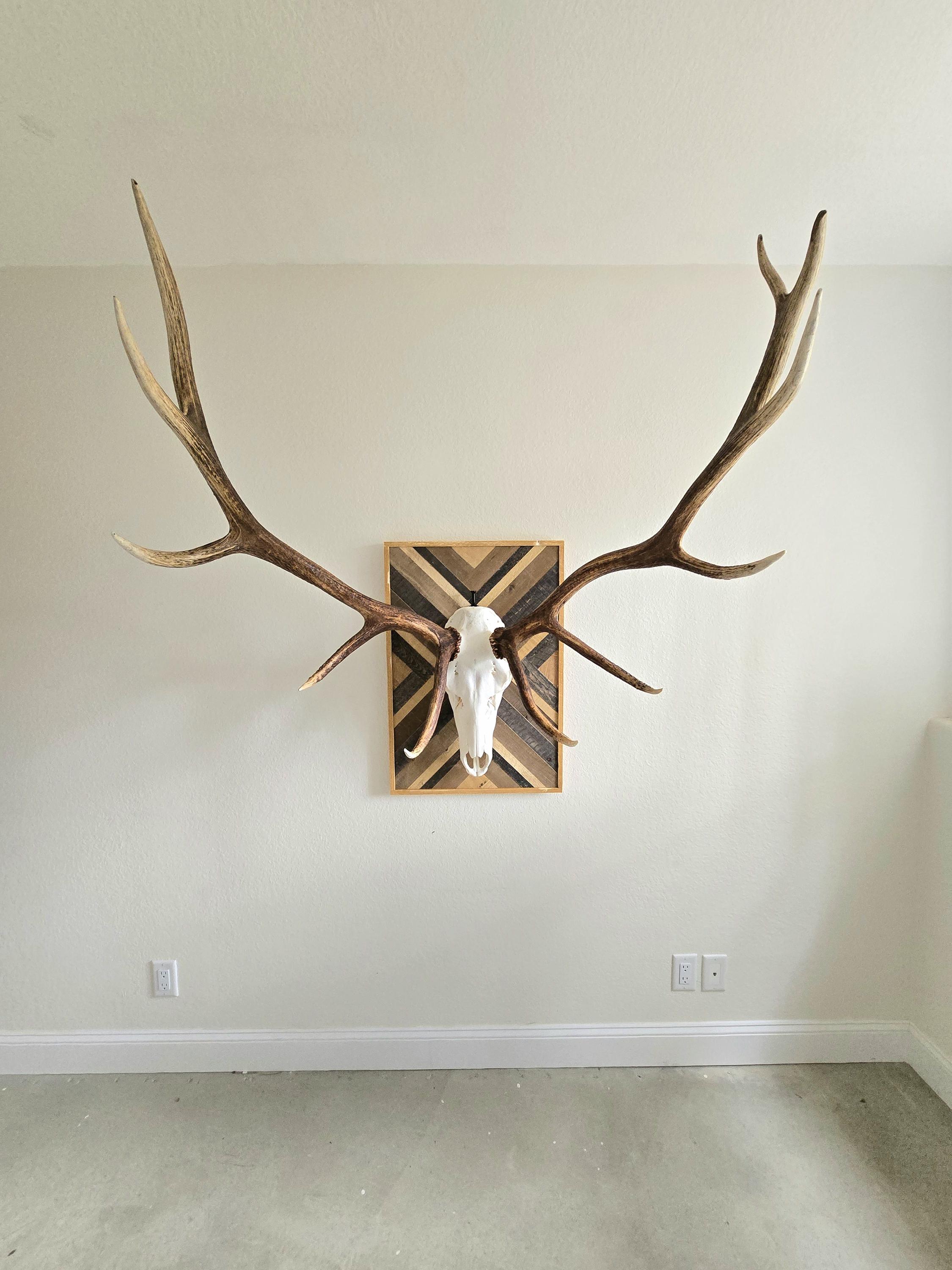 Large Elk Euro Mounting Plaque - Etsy