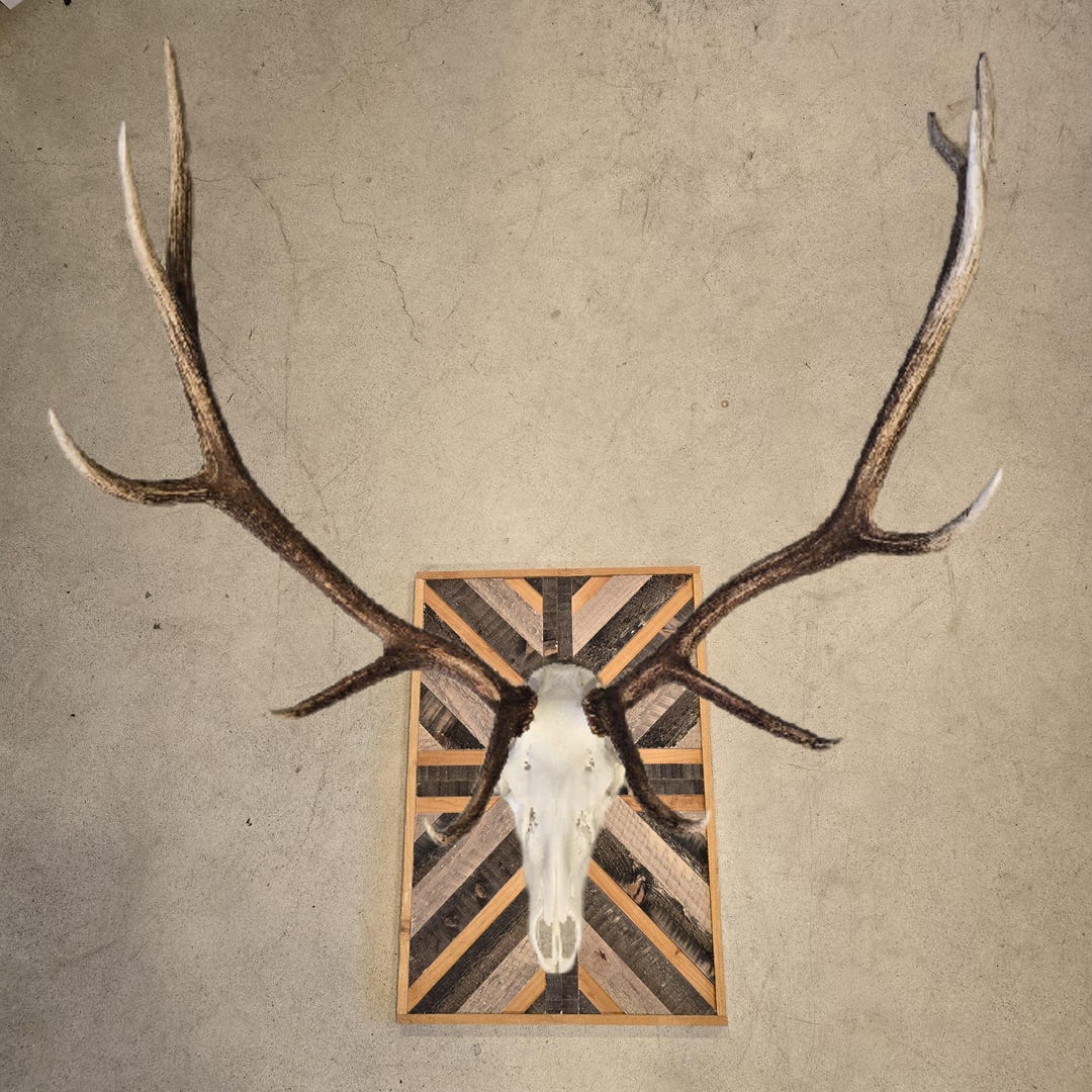 Large Elk Euro Mounting Plaque - Etsy