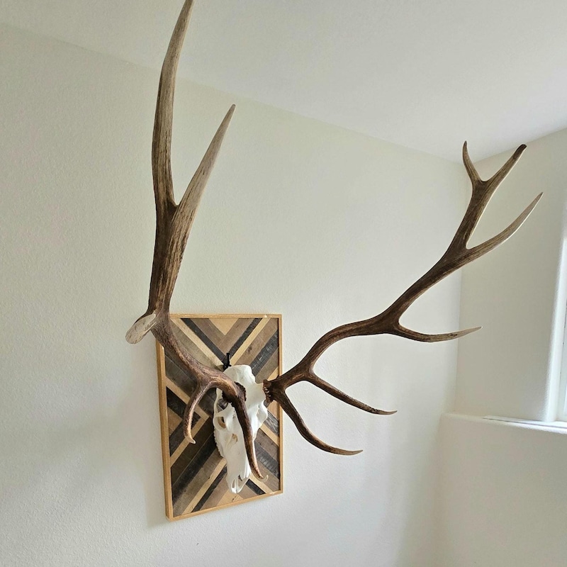 European Mount - Etsy