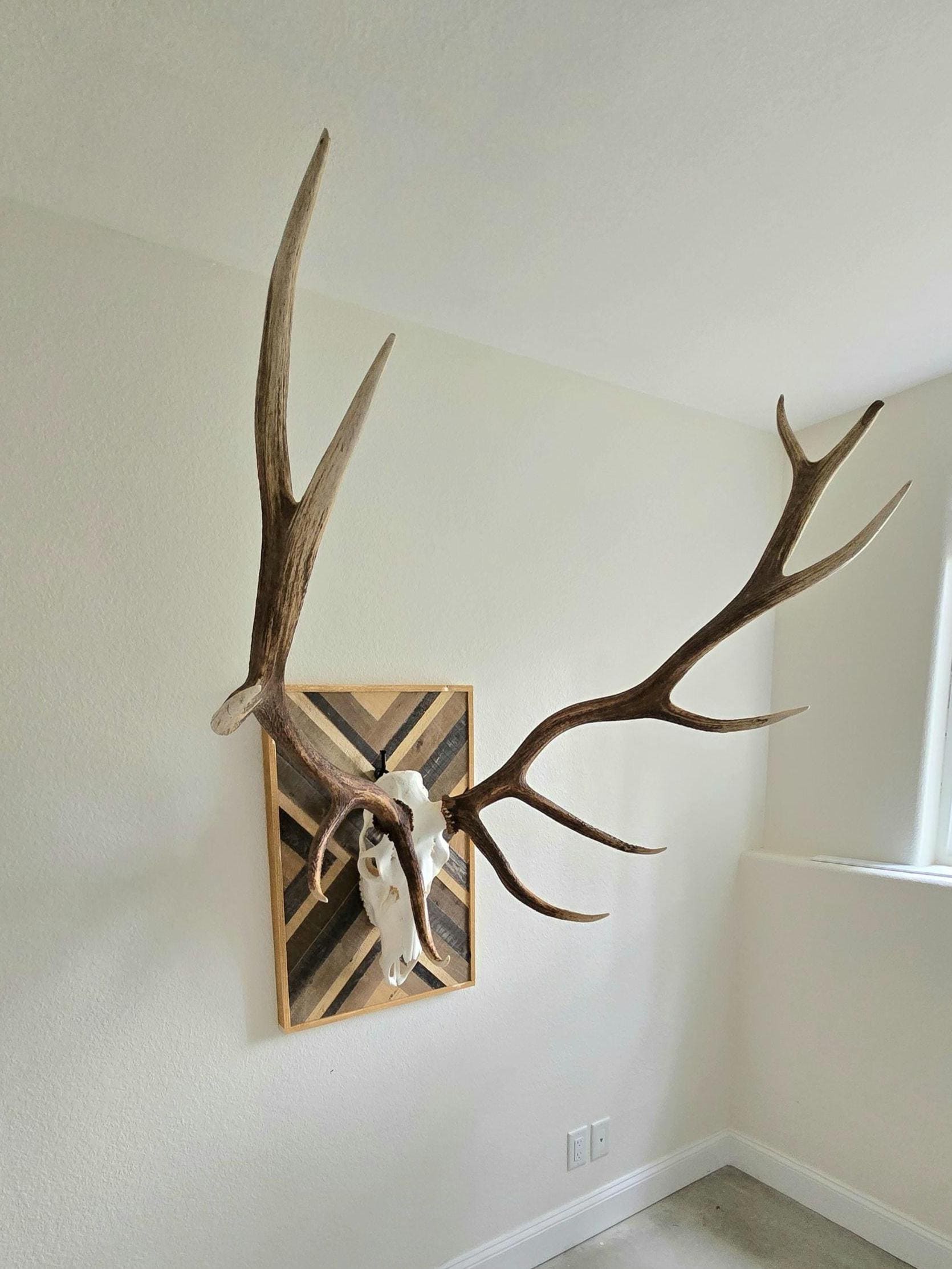 Large Elk Euro Mounting Plaque - Etsy