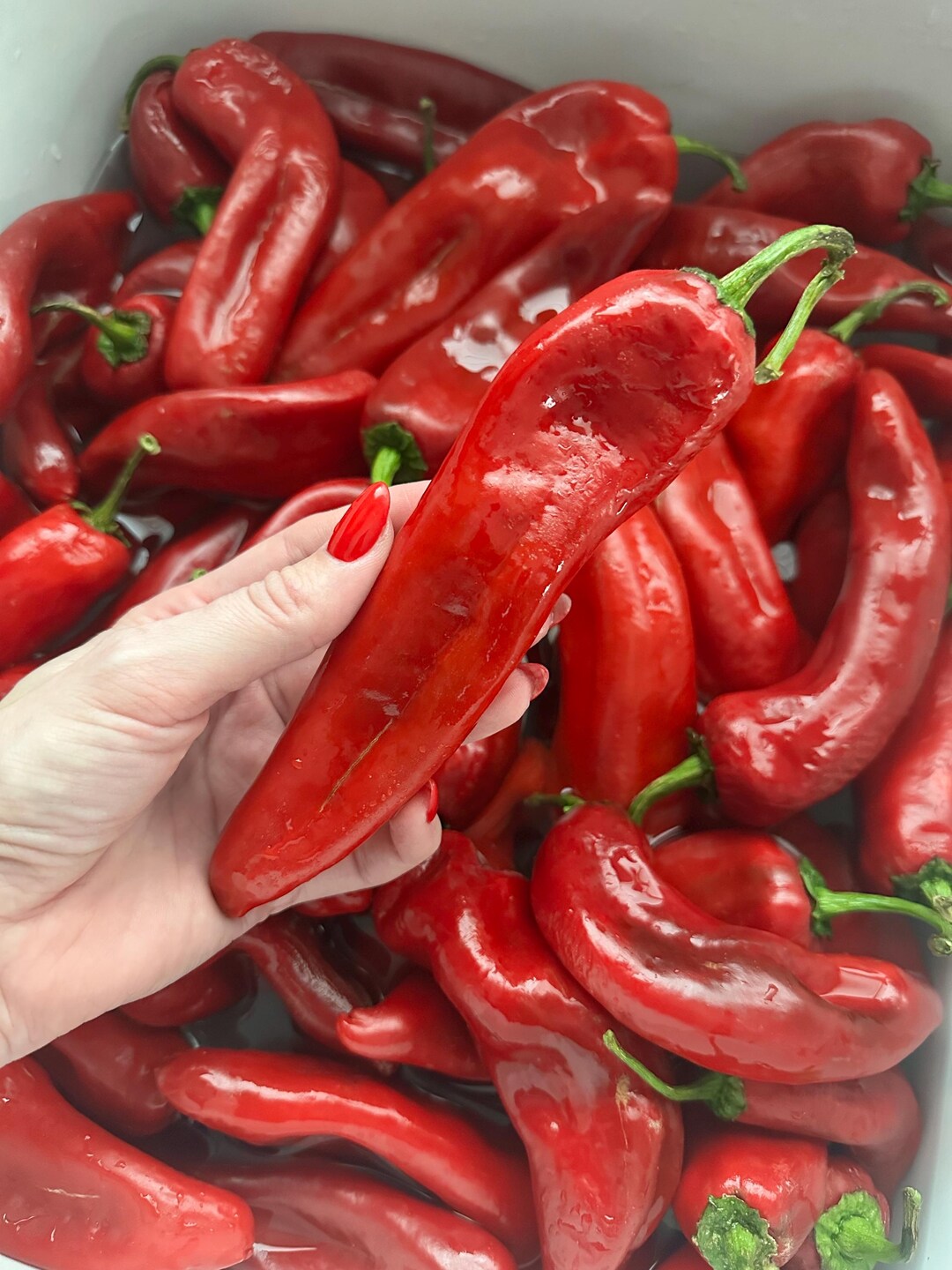 Frozen Roasted Red Chile HOT - Etsy