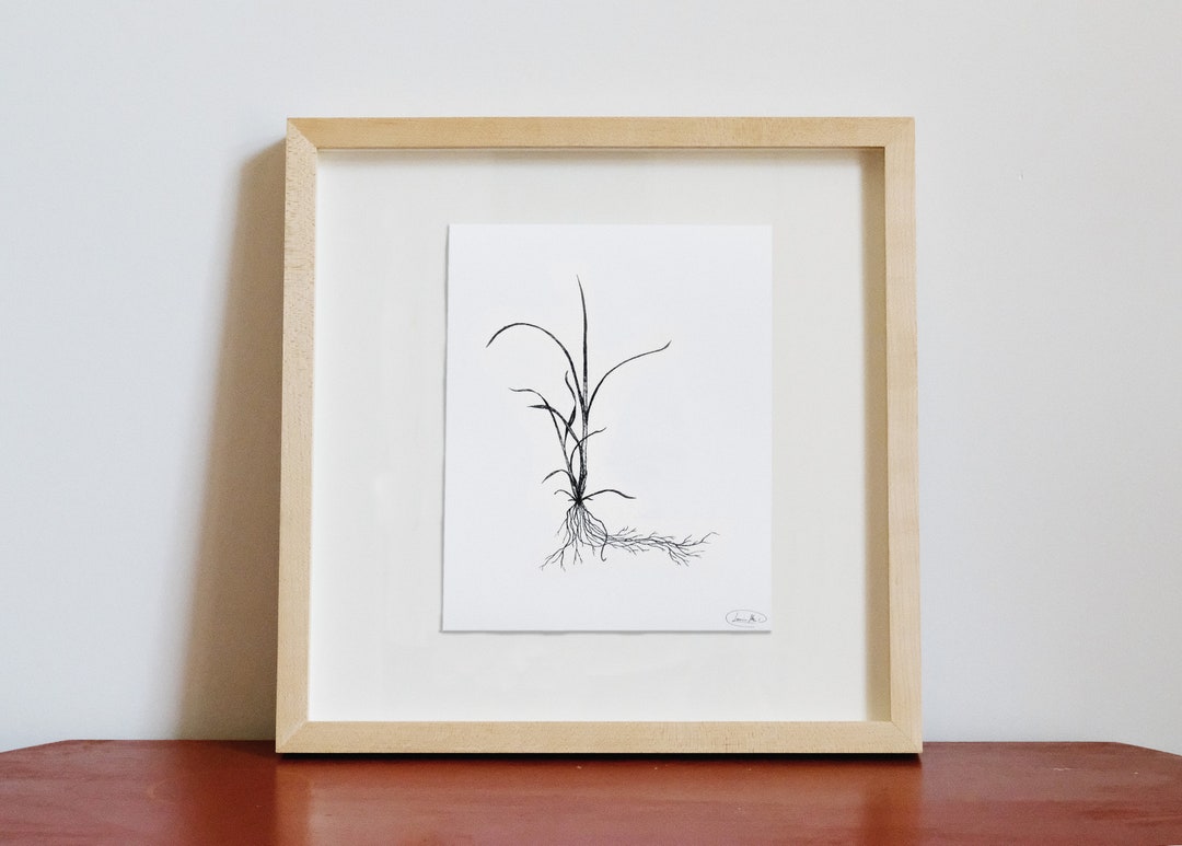 Little Bluestem: Print of Hand-drawn Botanical Illustration (plant ...