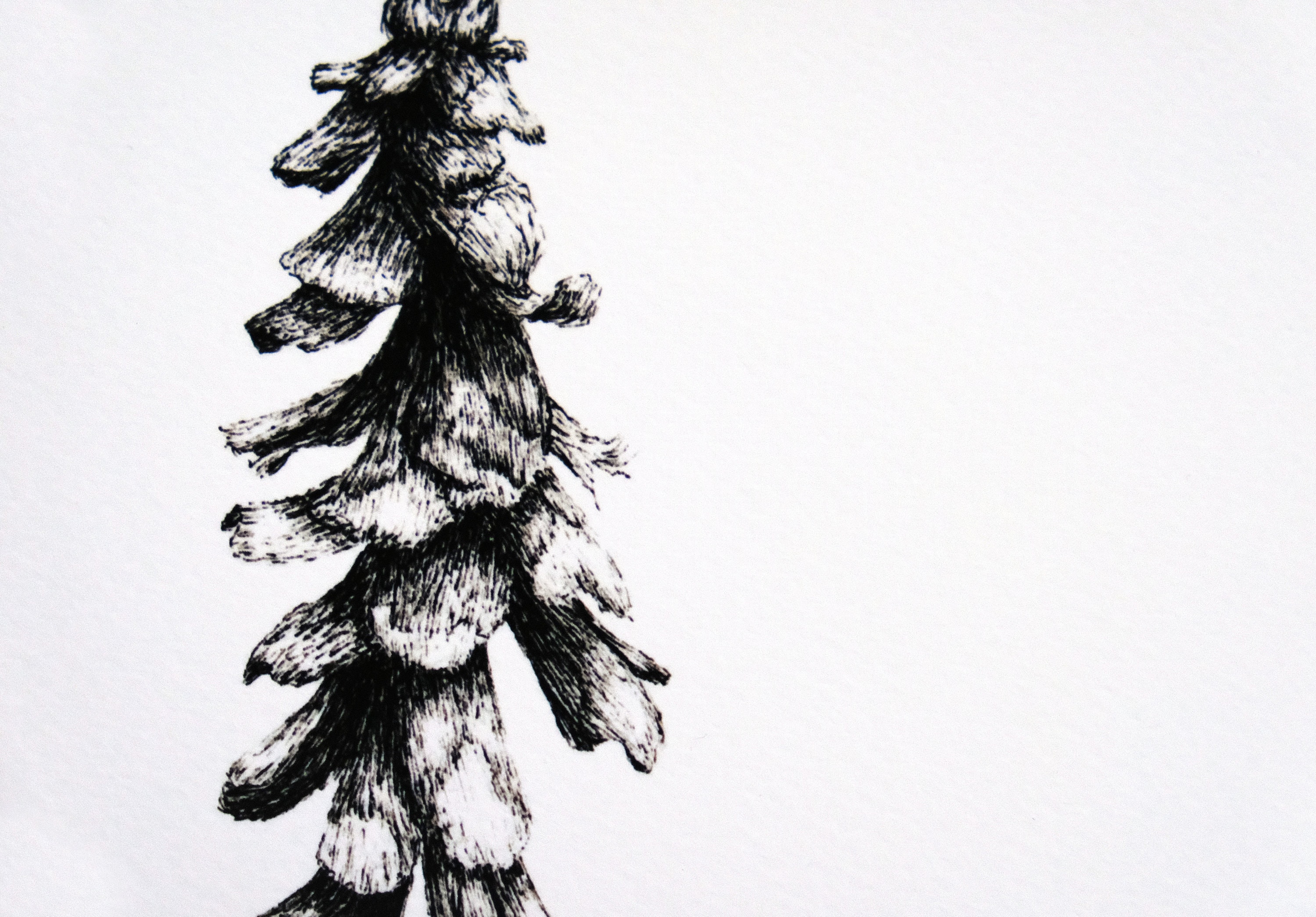 Eastern White Pine: Print of Hand-drawn Botanical Illustration (plant ...