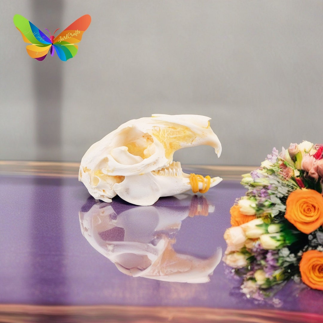 Beautiful Real Rabbit Skull, Genuine Taxidermy, Taxidermy, Home Decor ...