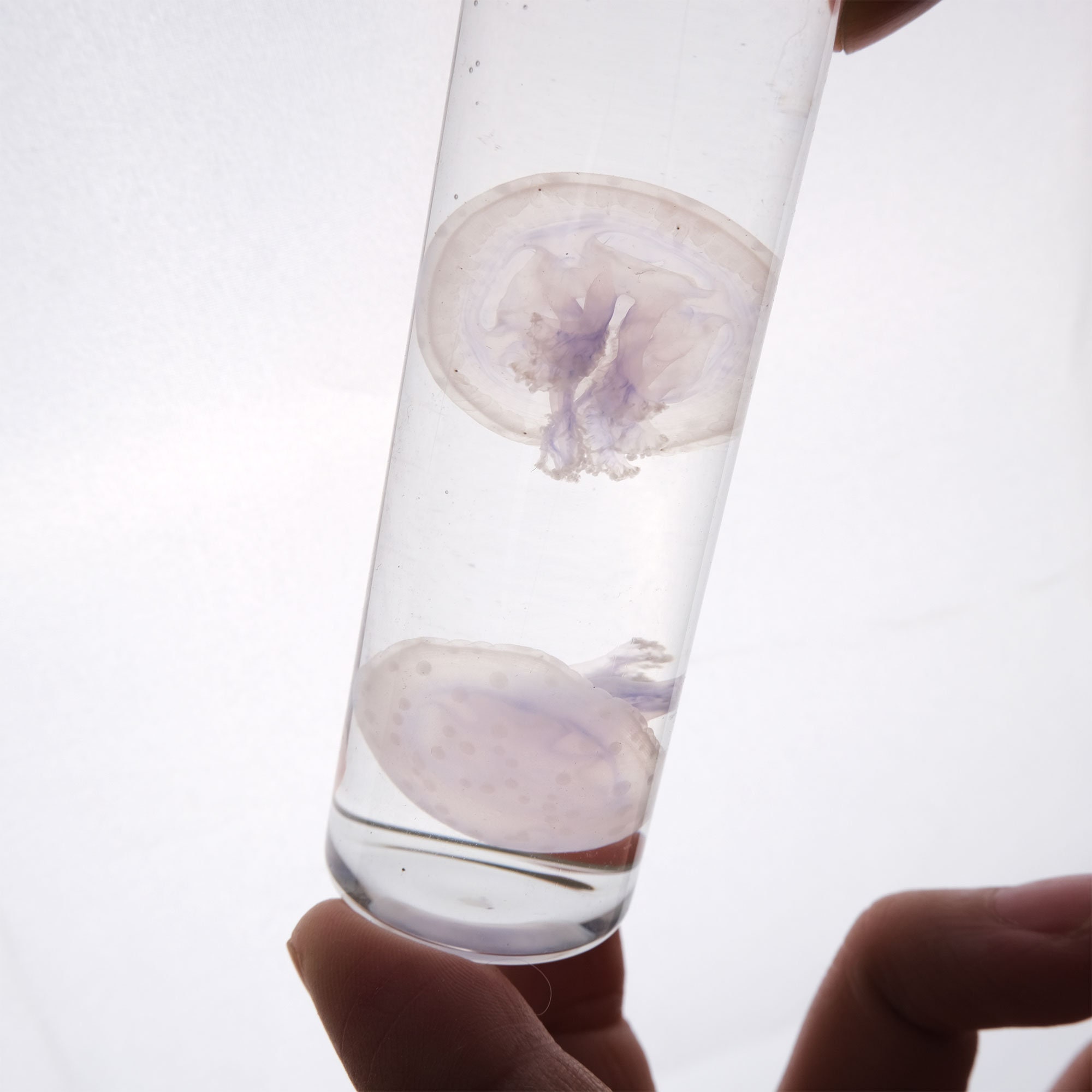 Real Light Blue Jellyfish Wet Specimen, Wet Specimen Like Shower Cap ...