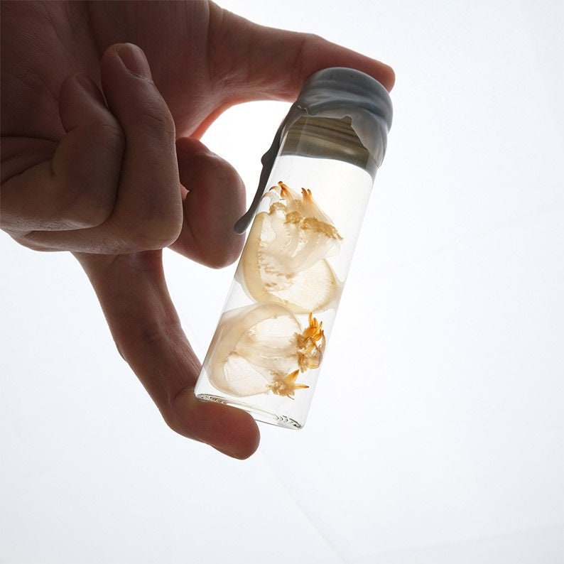 2 Brown Jellyfish in A Glass Test Tube, Elegant Jellyfish Soaked ...