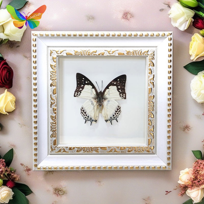 Framed Butterfly - Etsy