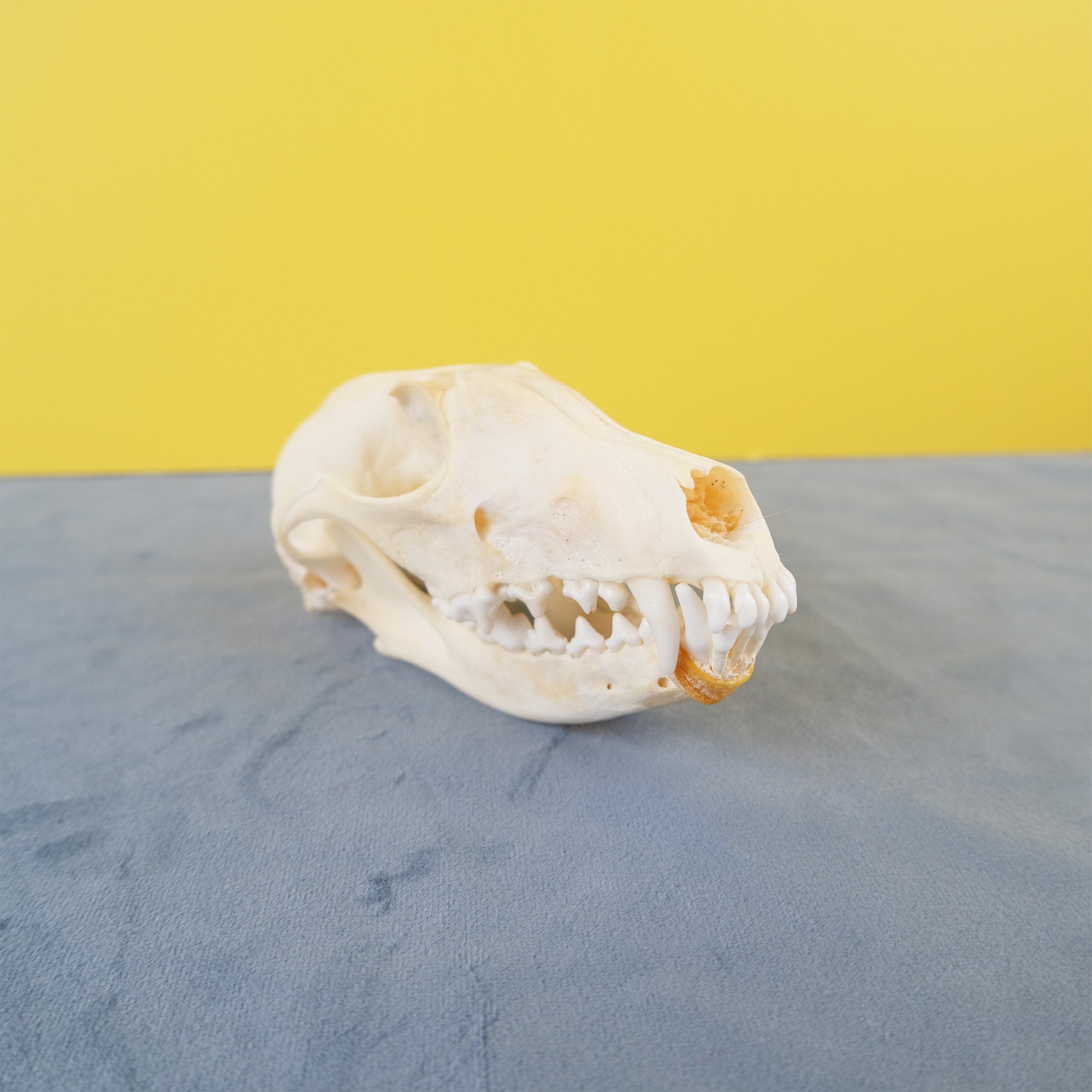 Real Fox Skull, Handmade Fox Skull, Art Collection Fox Skull, Animal ...