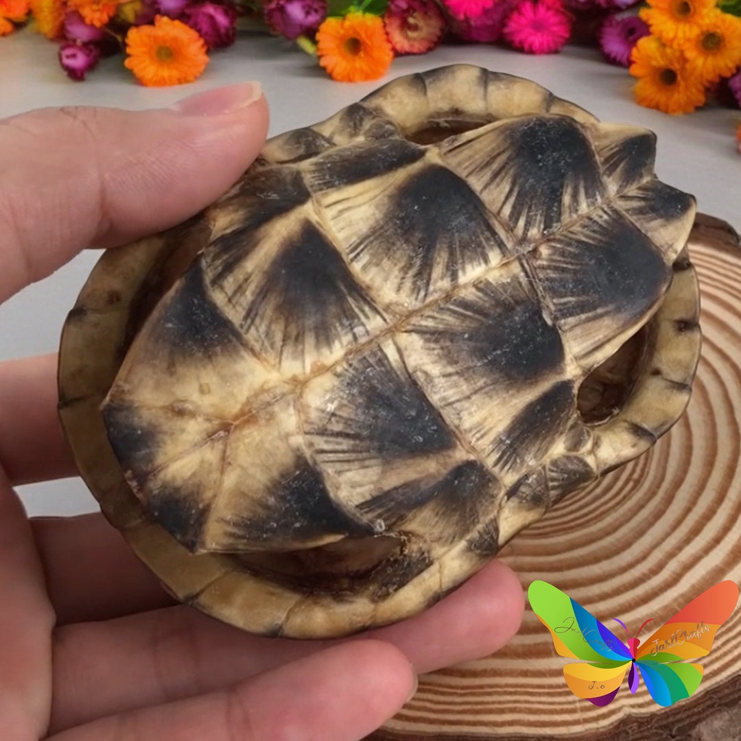 Real Turtle Shell Bone Specimen, Curiosities, Taxidermy, Natural ...