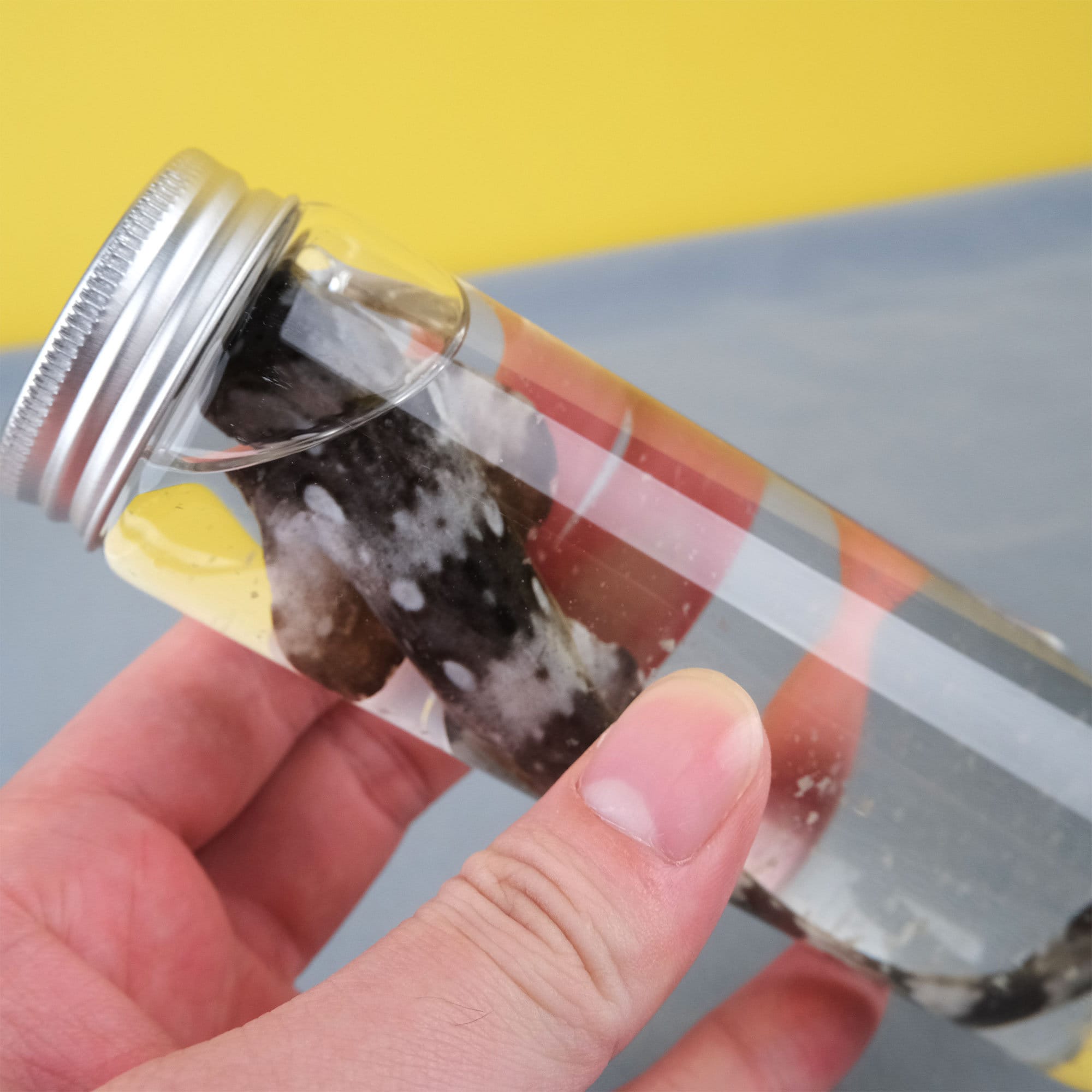 Mysterious Marine Fish Soaked Specimen, Real Wet Specimen Decor ...