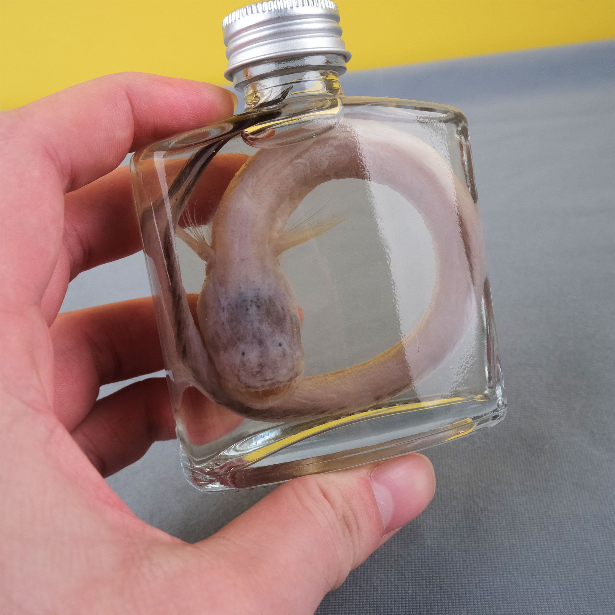 Real Fish Wet Specimen in the Bottle, Bleached Stained ,vintage ...