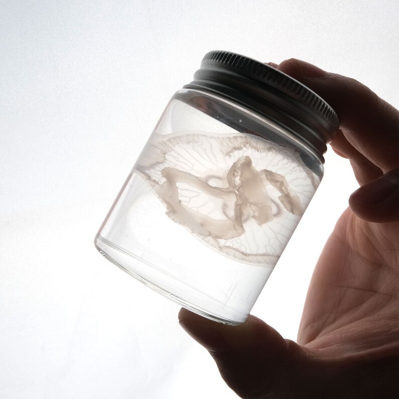 Minimalist Real Jellyfish Taxidermy Jellyfish, Jellyfish Wet Specimens ...