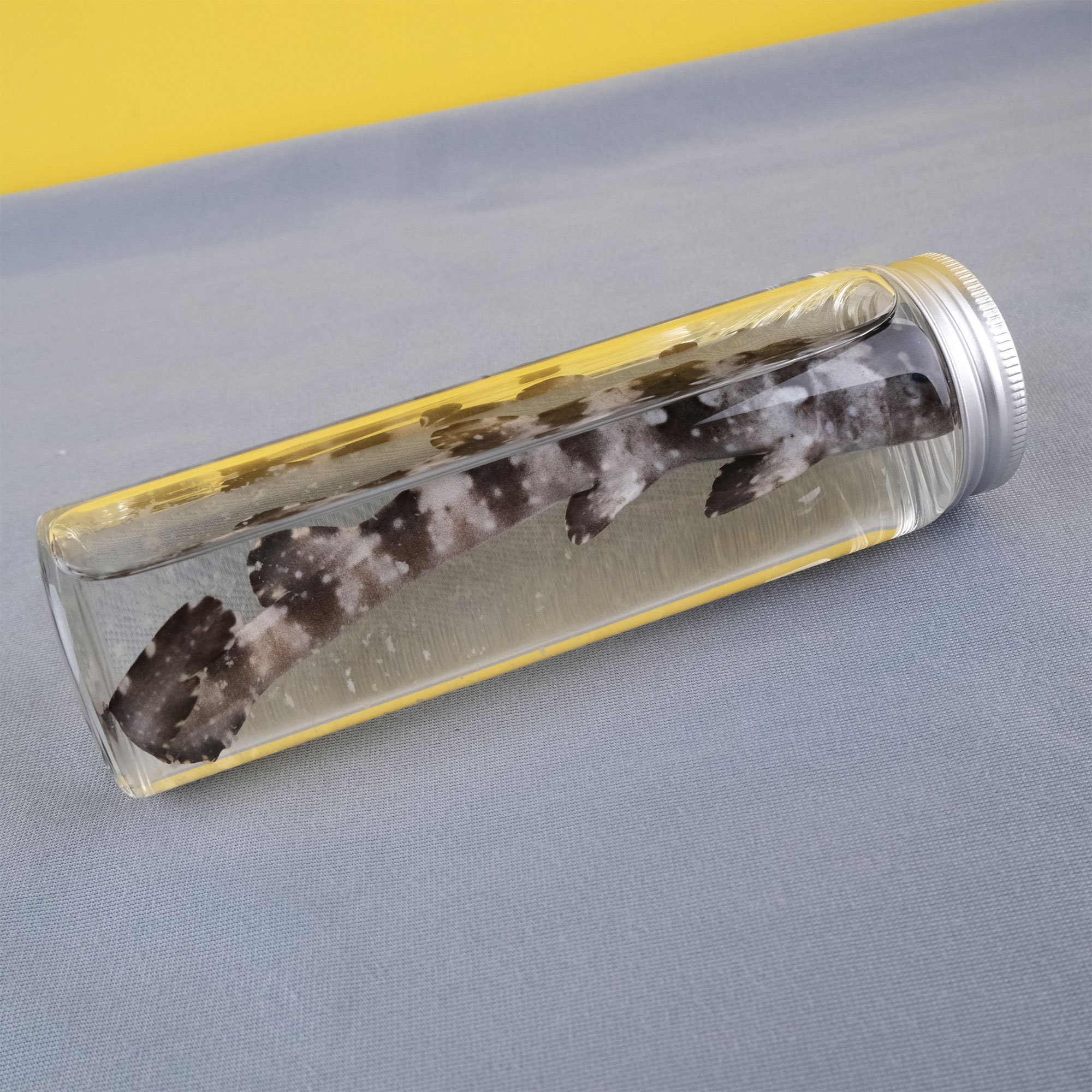 Mysterious Marine Fish Soaked Specimen, Real Wet Specimen Decor ...