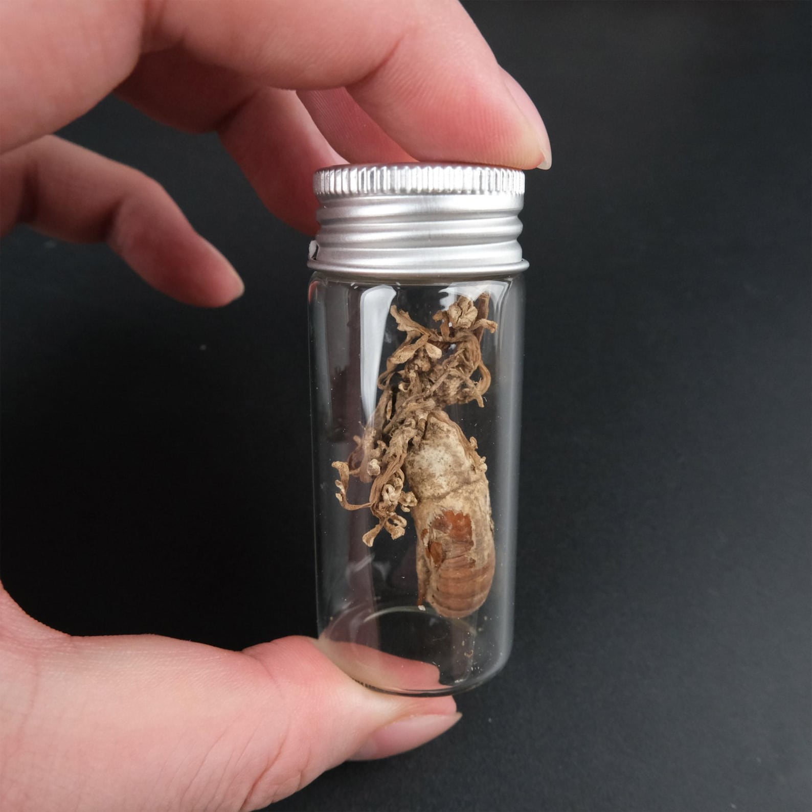 Zombie Cicada - Artwork of Cicadas and Fungi,natural Bizarre Things ...