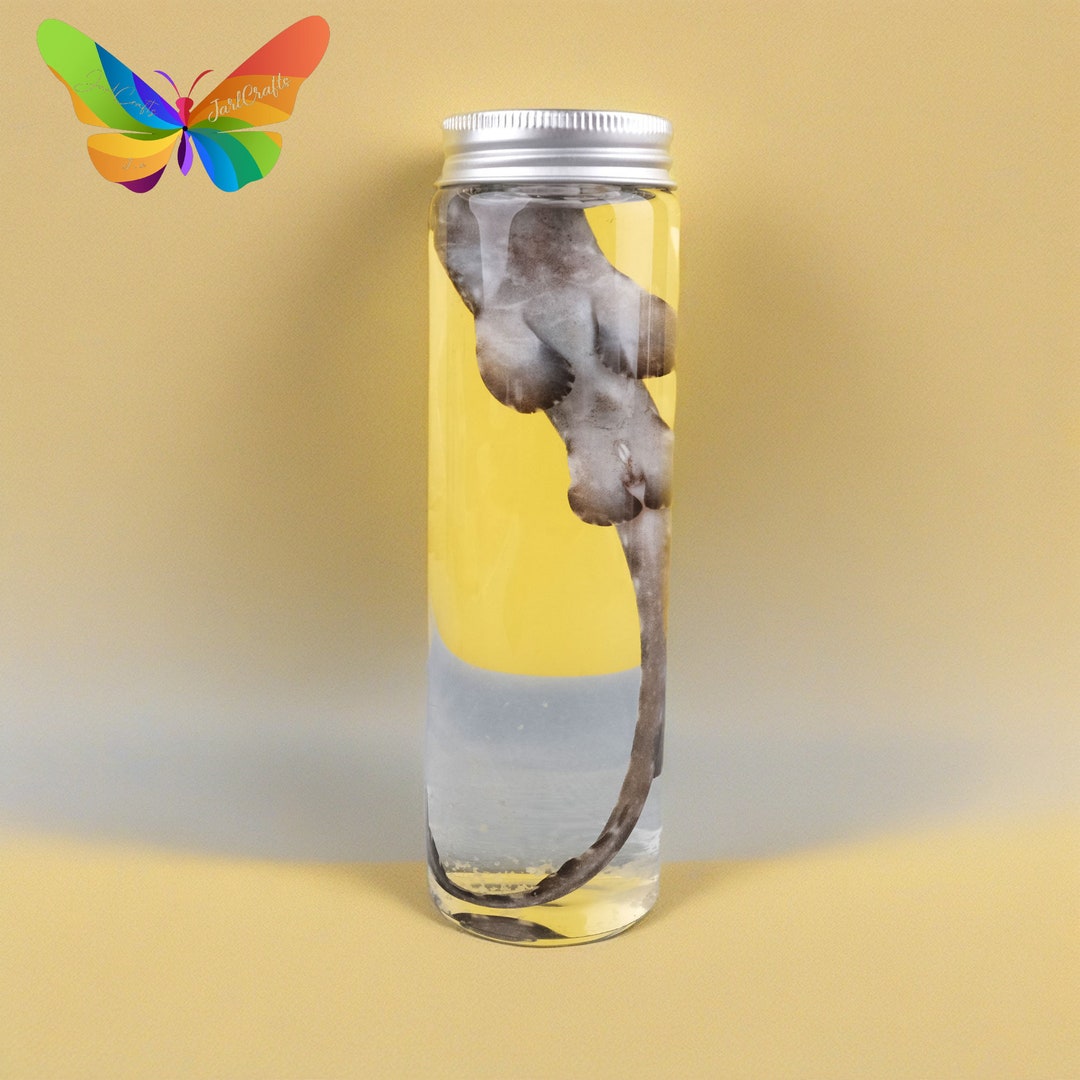 Mysterious Marine Fish Soaked Specimen, Real Wet Specimen Decor ...