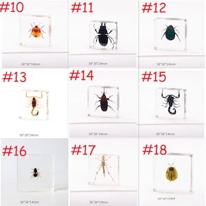 36 Real Arthropod Insect Specimens Embedded in Clear Resin, Entomology ...